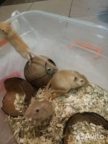 Песчанка