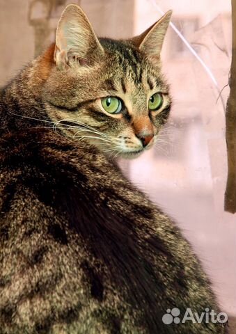 Котик 1 год мягкий животик