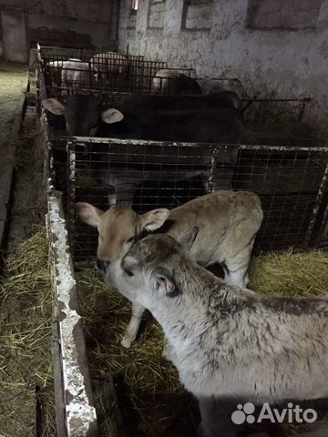 Телята Швицкой породы
