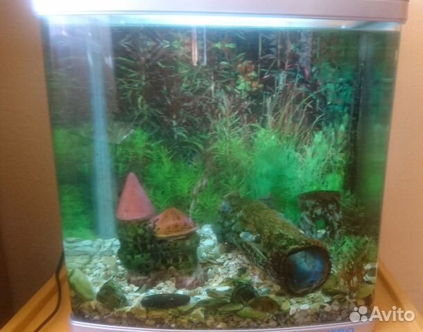 Аквариум