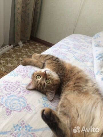 Отдам в хорошие руки