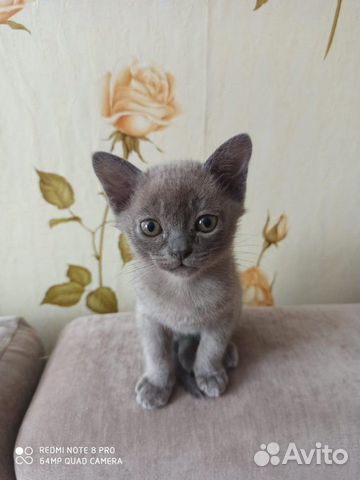 Бурманская