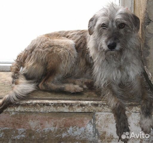 Ищет дом не крупная собака Оливия