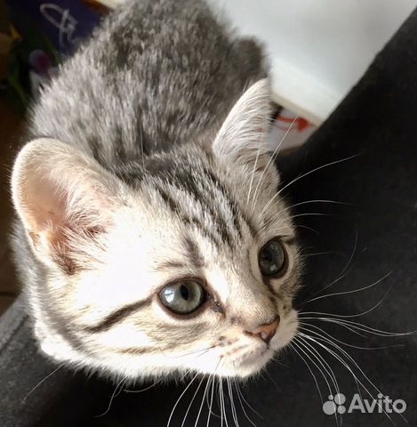 Шотландский котёнок