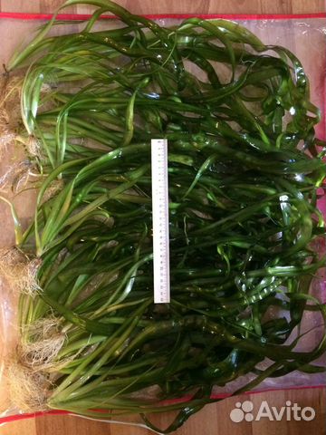 Растения Валиснерия гигантская или Американская