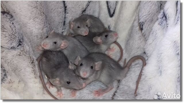 Крысята Дамбо голубые норковые питомник