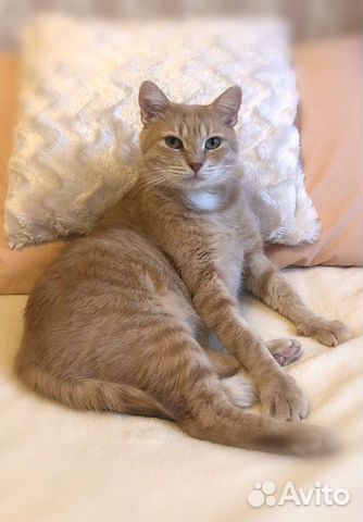 Розовый кот, мальчик, 3 года