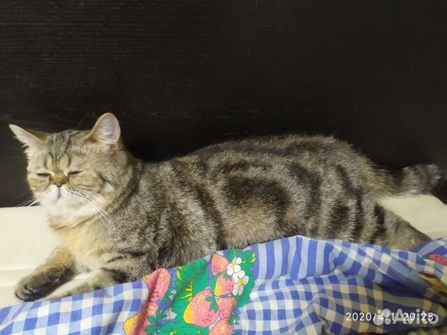 Жених экзот