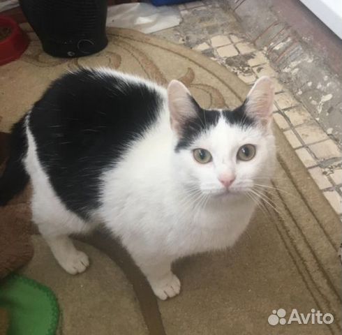 Кошечка срочно ищет дом