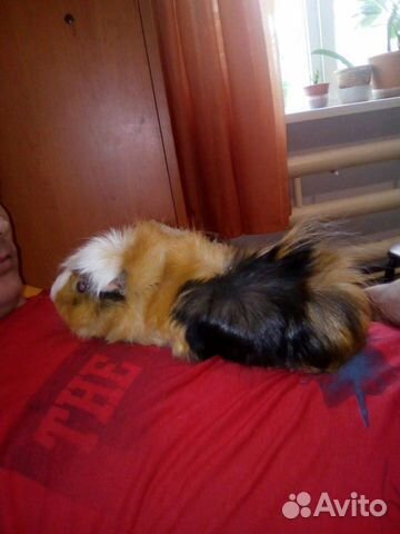 Морская свинка