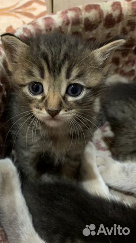 Котята в дар