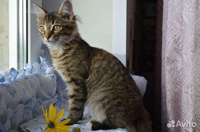 Отдам кошечку