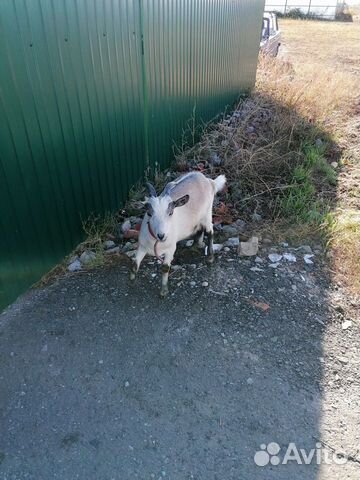 Козочки 5 мес