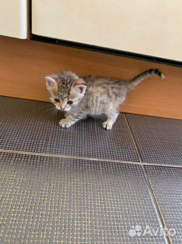 Котята 3-4 недели