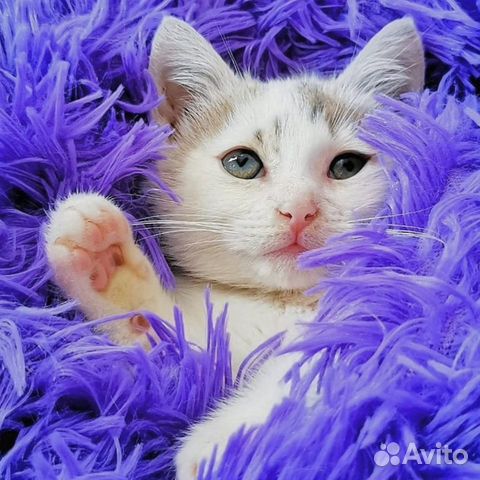 Кому кошачье счастье в дом