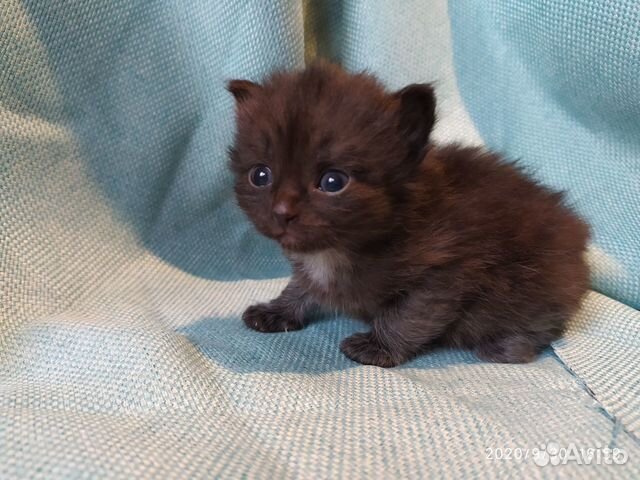 Черный котенок