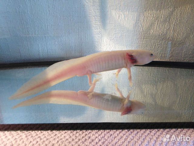 Аксолотль взрослый самец