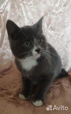 Домашние милые котята 3 месяца в добрые руки