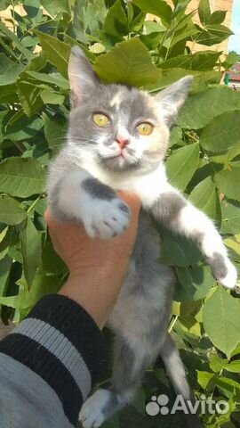 Котята-сиротки в добрые руки