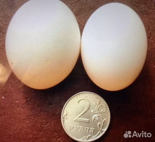 Яйца голубей