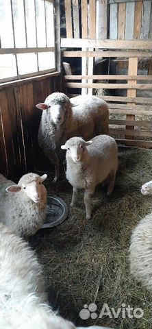 Баранчик Меринос