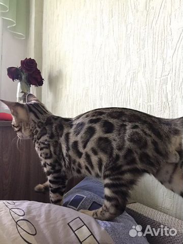 Бенгальская