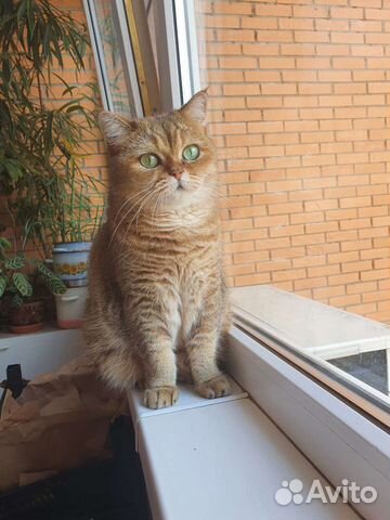 Кошка британская золотая шиншилла