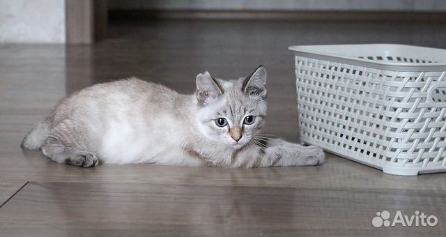 Котёнок Кроша ищет хозяина. В хорошие руки