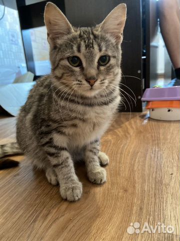 Котёнок Варечка