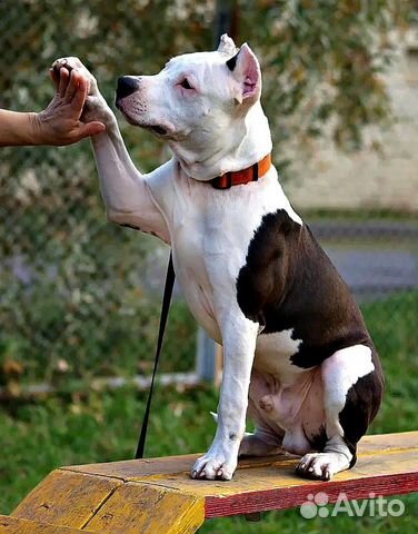 Продается шикарный щенок американского стаффордшир