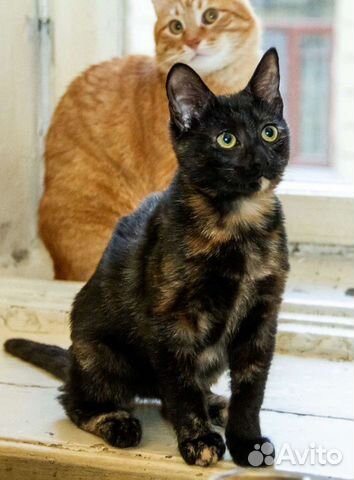 Котенок Бусинка 3.5 мес