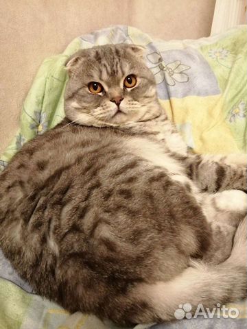 Кот жених ищет невесту