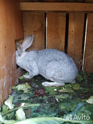 Кролики,7 месяцев