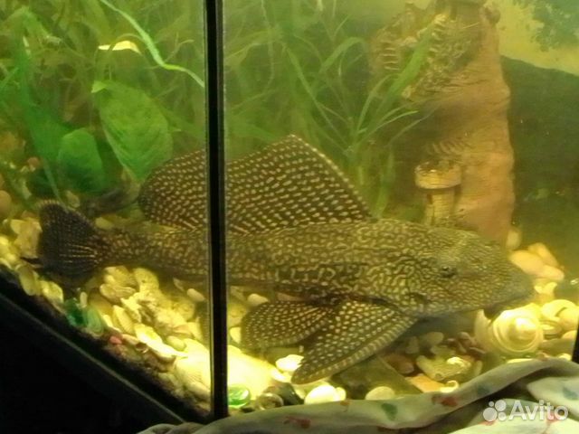 Птерик, птеригоплихт, сом 30 см