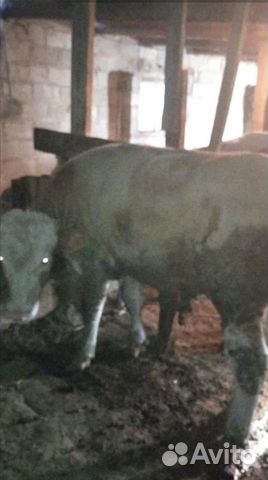 Продаются бычки