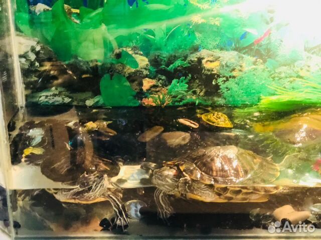 Черепашки ниндзя