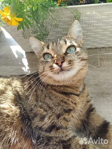 Кошечка Маша