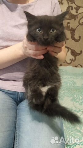 Котёнка в хорошие руки