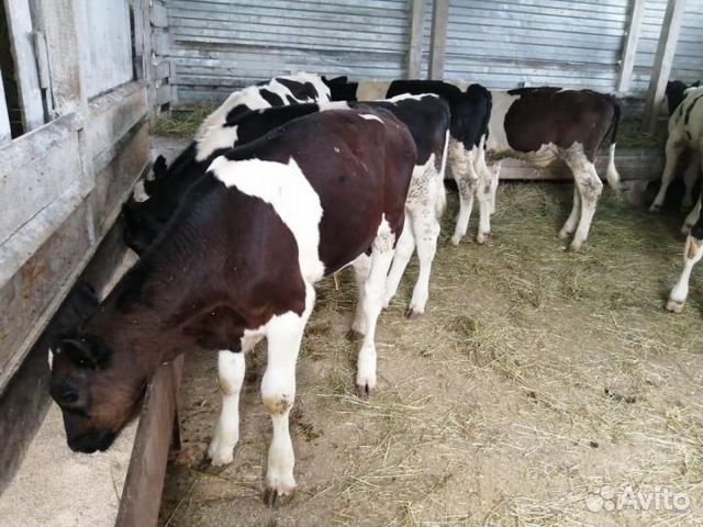 Бычки и телочки