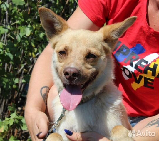 Тяпа в добрые руки