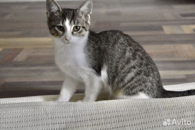 Котенок с секретом ) девочка Мартина )