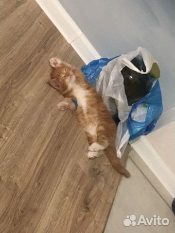 Котенок 8 месяцев Степан кострат