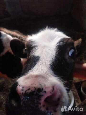 С/Х Животные