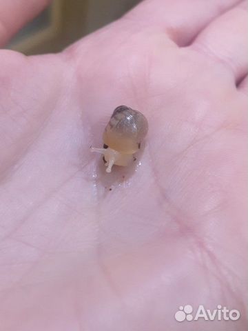 Африканские Улитки Ахатины