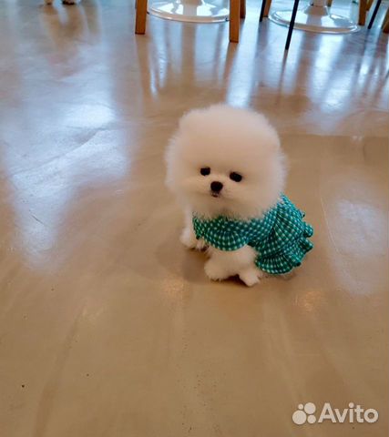 Шпиц супер мишка мини