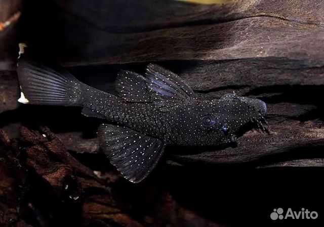 Анциструс l181, звездчатый, 2шт