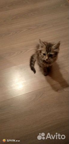 Котёнок длинношерстный