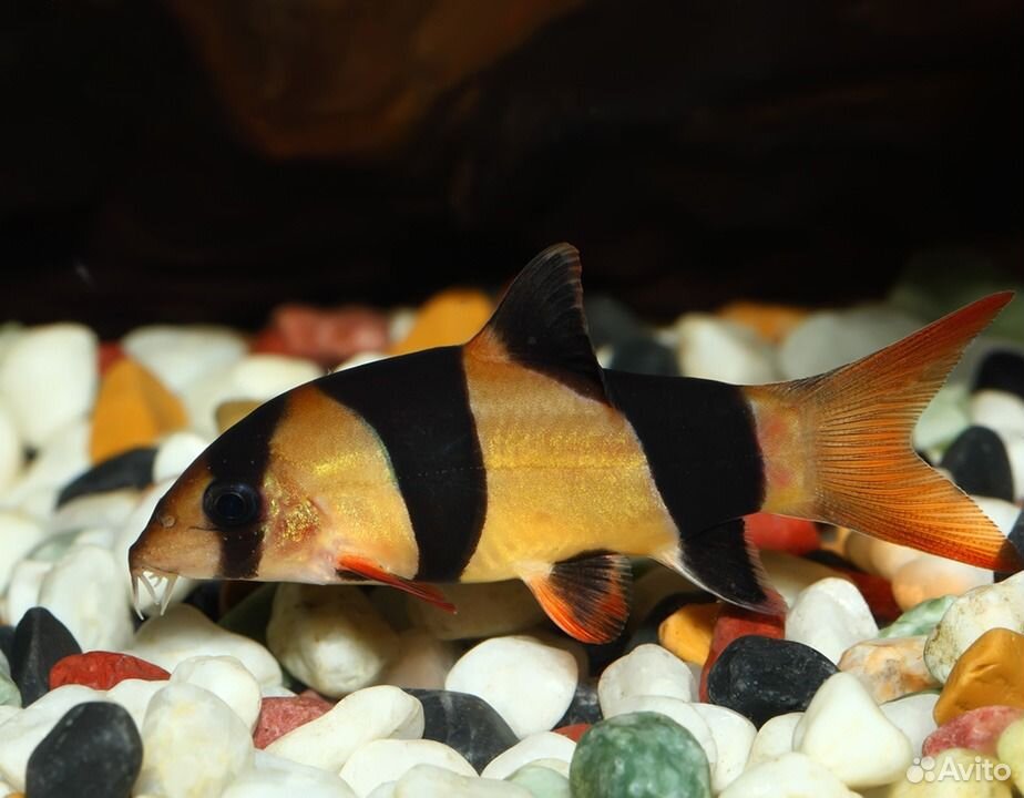 Боция клоун