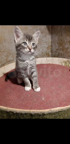 Мальчик котик ответственным людям