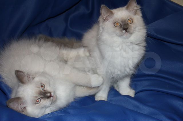 Горячие пирожки